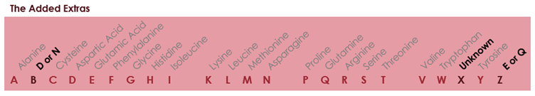 Amino Acid One-Letter Codes – Chemtymology