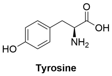 Glycine, Tyrosine, Serine and Lysine – Chemtymology